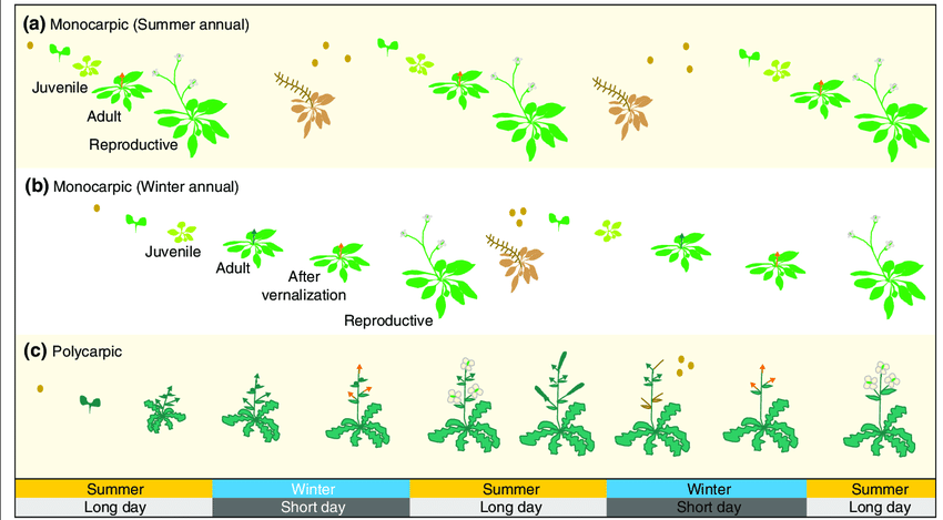 MONOCARPIC: Aka 'Death Blooms' and Why They Are Not So Scary