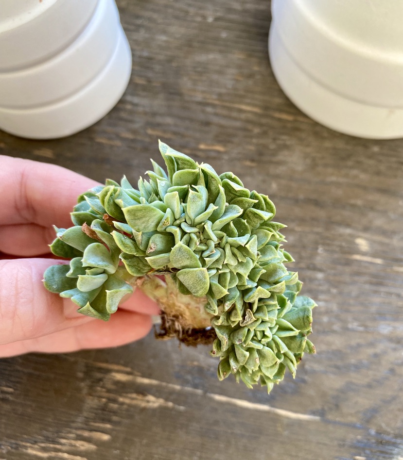 CRESTING: What are Crested Succulents & How are They Different from ...