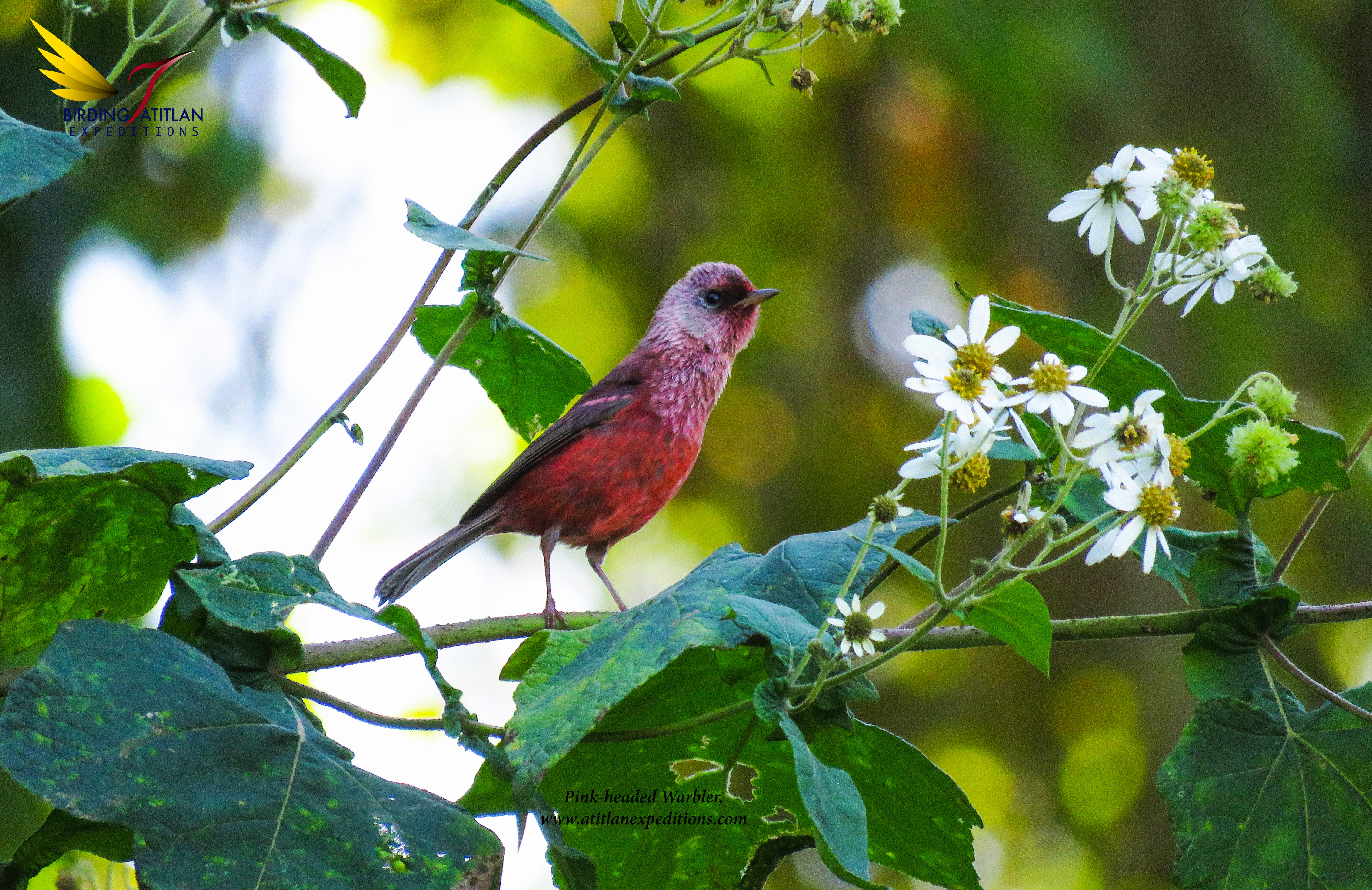 BIRD WATCHING | Atitlan Expedition