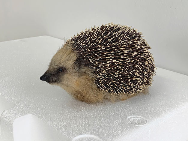 Factices alimentaires – Factis Studio