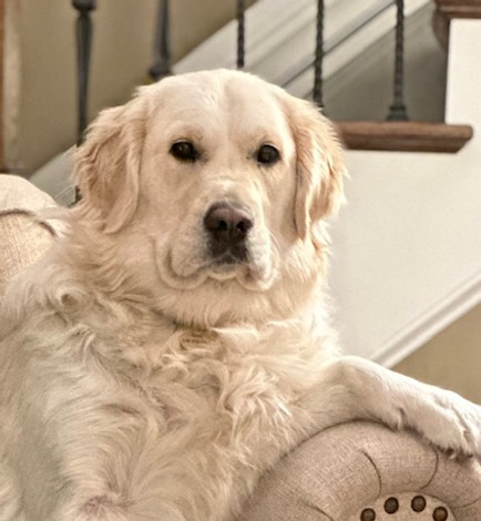 Meet the Dogs | Pawsitive Changes TD