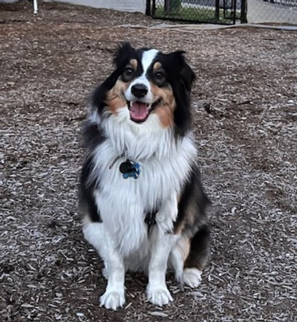 Meet the Dogs | Pawsitive Changes TD