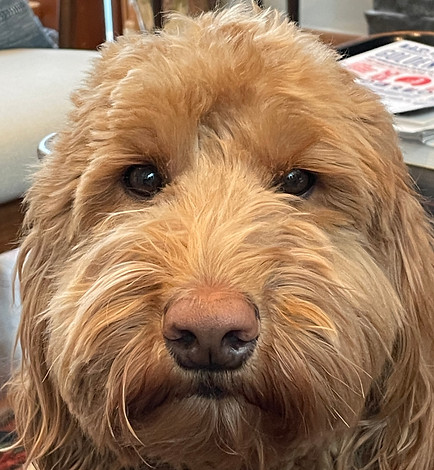 Meet the Dogs | Pawsitive Changes TD