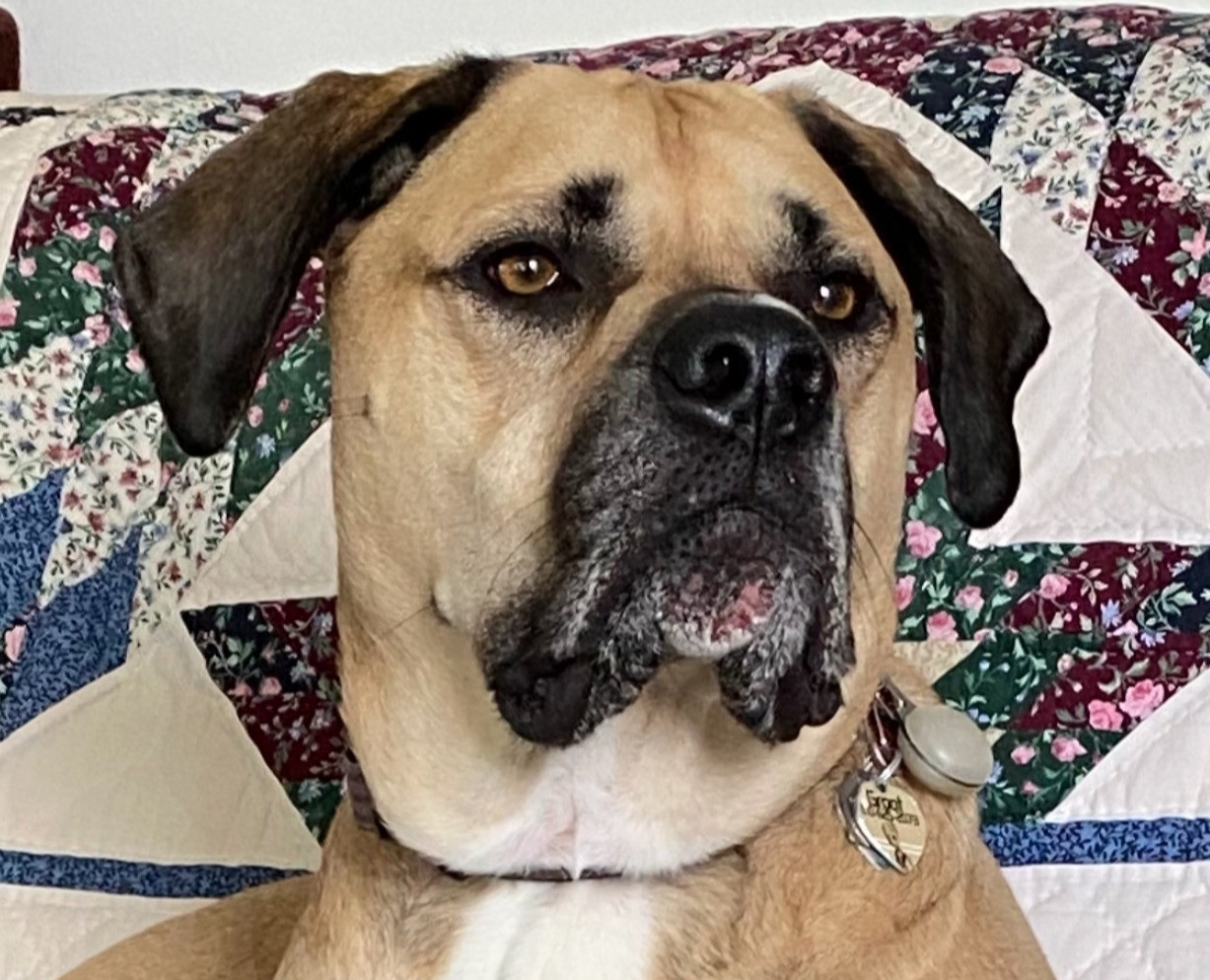 Contact | Pawsitive Changes TD