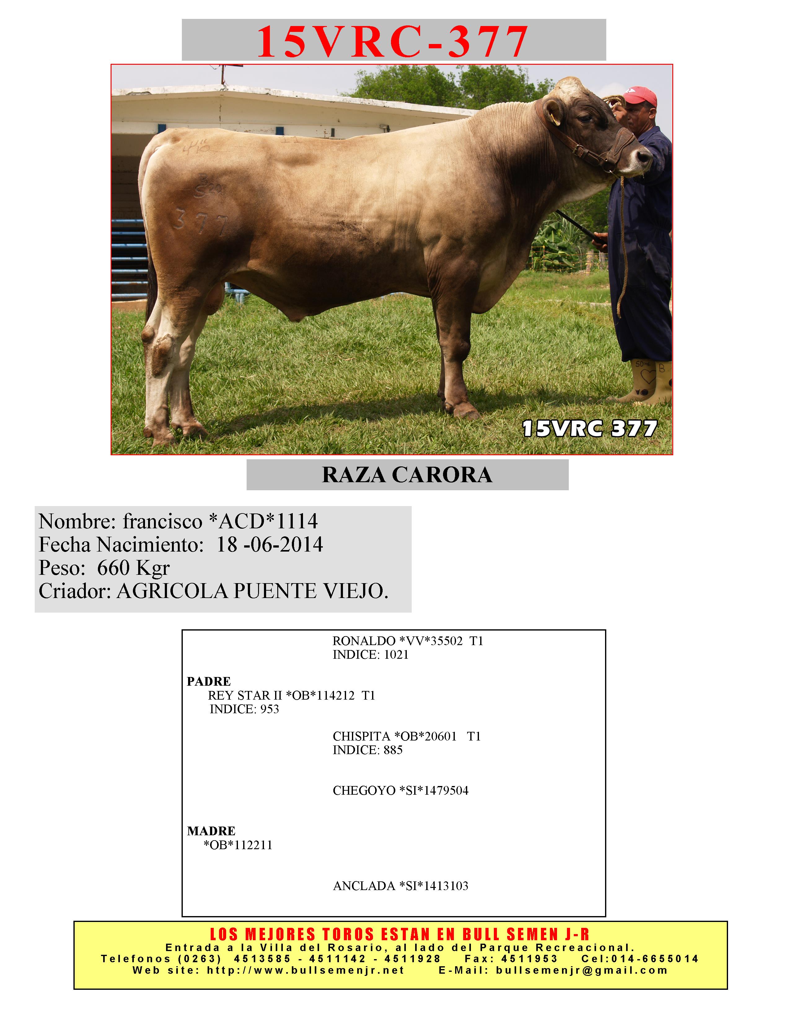 Raza Carora | bullsemenjr