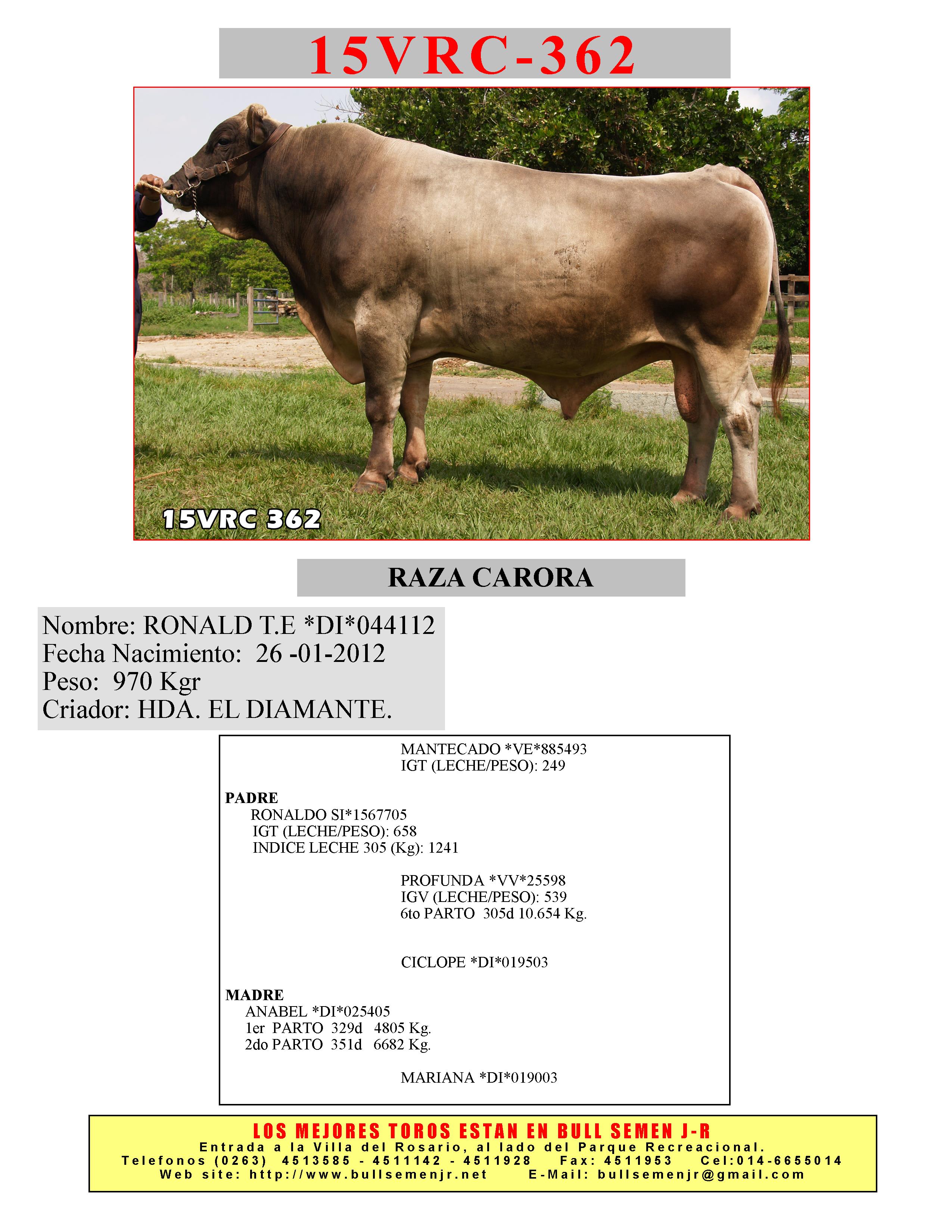 Raza Carora | bullsemenjr