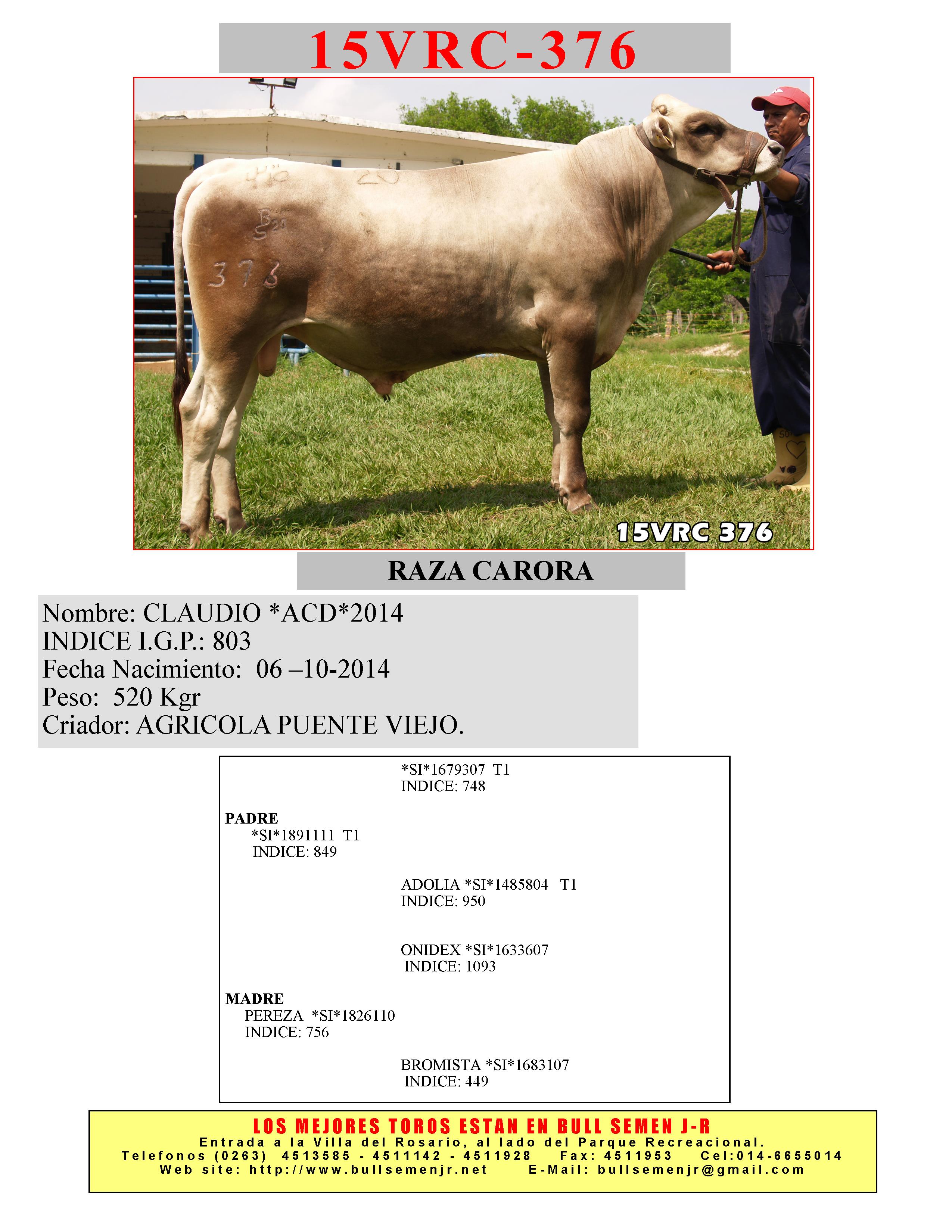 Raza Carora | bullsemenjr