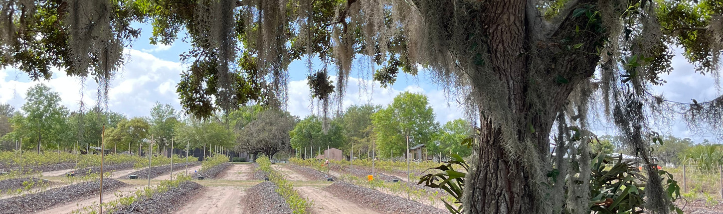 U-pick | Meadows Blueberry Farm And Market | Mims