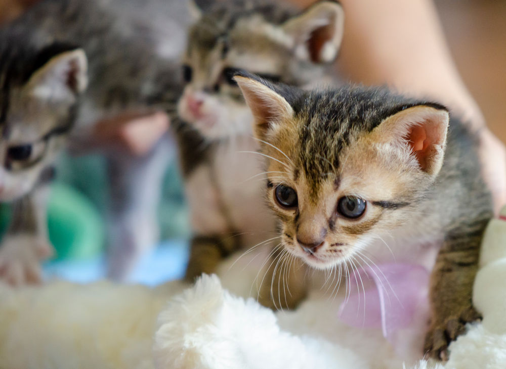 Adoption | Kitten Sanctuary SG