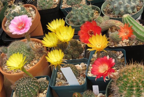 Seed- Lobivia hybrids| open pollination with colorful flowers 25-100 ...