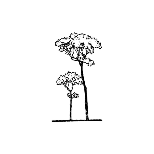 Alberi File SVG e PNG | Reber R41