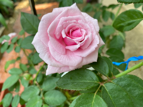 Miniflora Rose | Blooming Plant shop