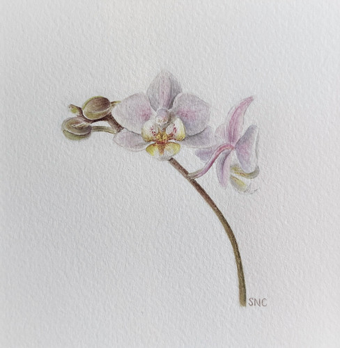 Sarah Crossman - Small Orchid | Oak And Oil