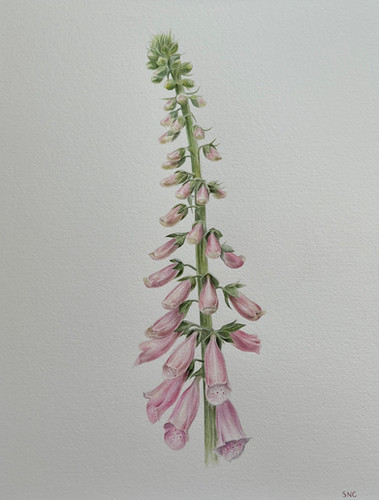 Sarah Crossman - Foxglove | Oak And Oil