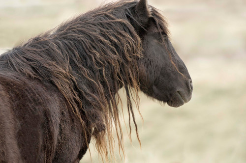 Julie Betts Testwuide - Serene on Sable Island A/P | Oak And Oil