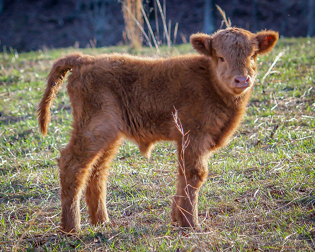 2023 Calves | red-briar-highlands