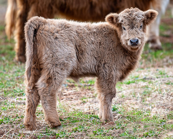 2024 Calves | red-briar-highlands