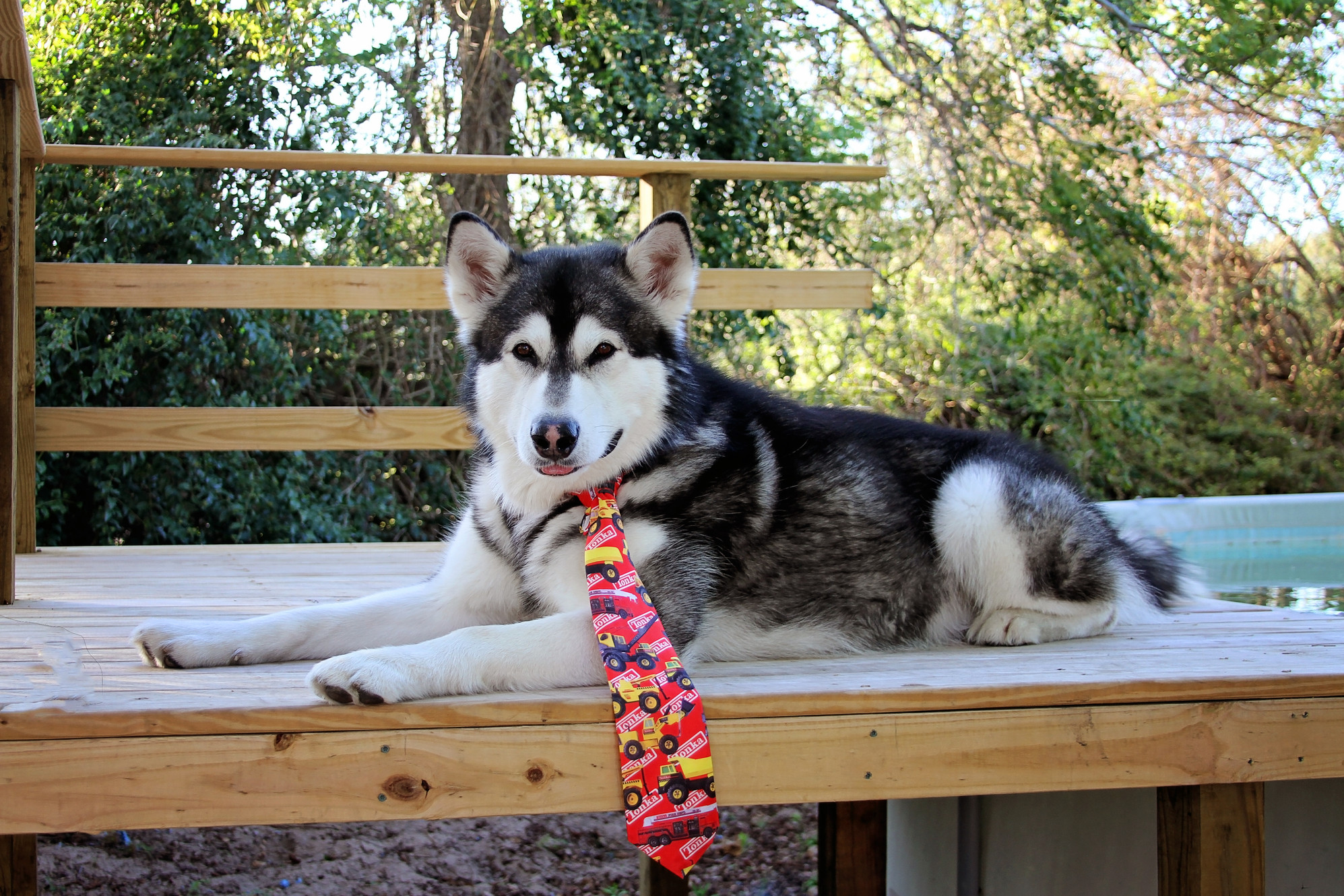Home | Tonka The Malamute