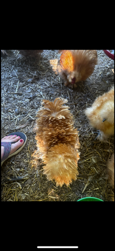 Silkies Assorted Hens Choice 12 Hatching Eggs NPIP Certified & AI Clean ...