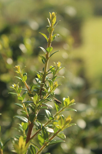 Myrtle - Small Leaf (Myrtus communis 'Microphylla') | Peter's Gate Herbs