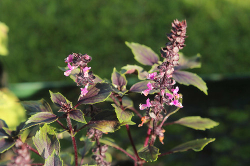 Basil - Wild Magic (Ocimum basilicum 'Magical Michael') | Peter's Gate ...