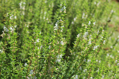 Savory - Winter (Satureja montana) | Peter's Gate Herbs