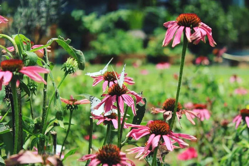 Cone Flower (Echinacea) | Peter's Gate Herbs