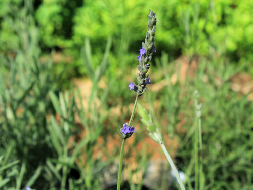 Lavender- Margaret Roberts (Lavender angusifolia x) | Peter's Gate Herbs