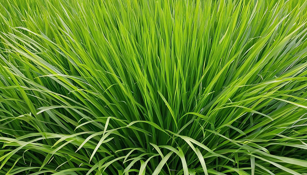 Lemon Grass (Cymbopogon citratus) | Peter's Gate Herbs