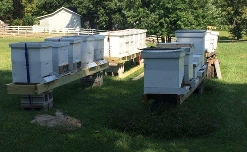 Austin Texas Area Hive Lease - 2025 | McKane Apiaries
