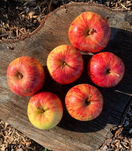 Apples 1kg seasonal variety | Middle Ground