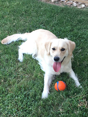 Golden Retriever Puppies | Starlight Goldens