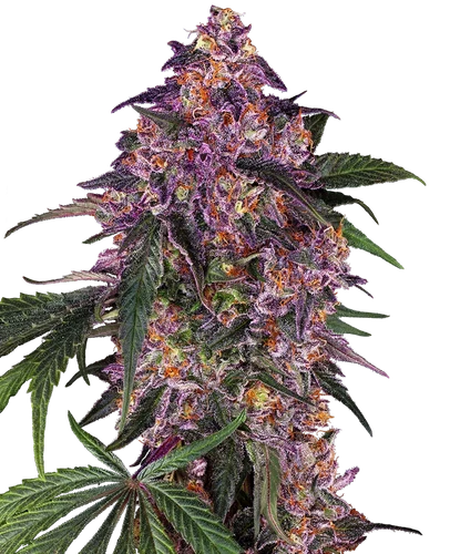 Sensi Seeds US- Sensi Purple Kush | The Homegrown Store