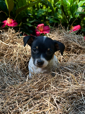 Available Puppies | McCarty Rat Terriers