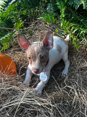 Available Puppies | McCarty Rat Terriers