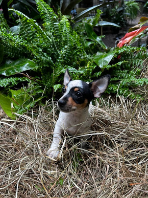 Available Puppies | McCarty Rat Terriers