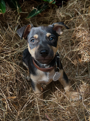 Available Puppies | McCarty Rat Terriers