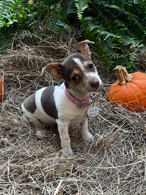 Available Puppies | McCarty Rat Terriers
