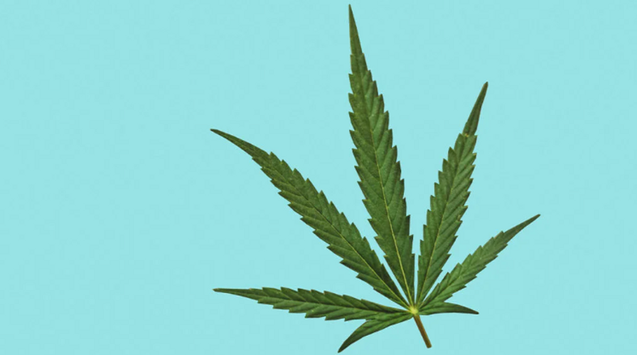 Sativa vs. Indica: What to Expect Across Cannabis Types and Strains