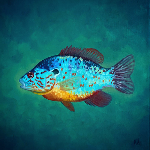 Orange Spotted Sunfish | Mysite