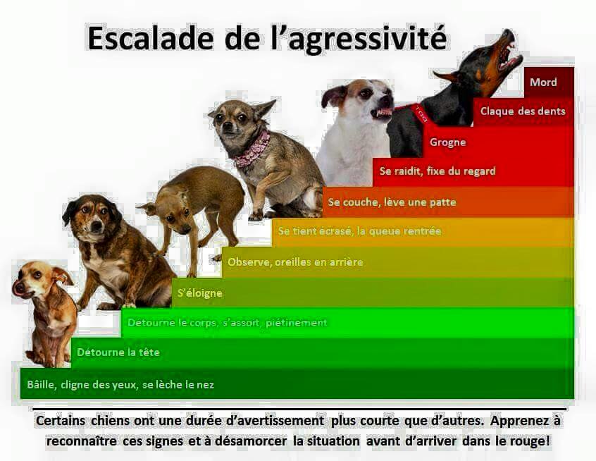 De quelle façon les chiens communiquent entre eux et avec les humains