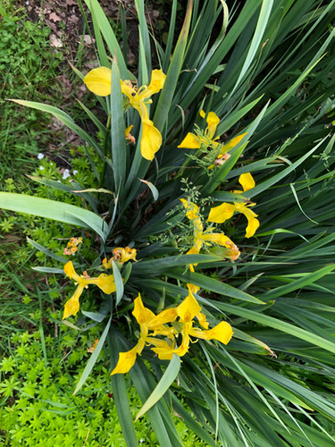 Gele Lis | De Glinstertuin