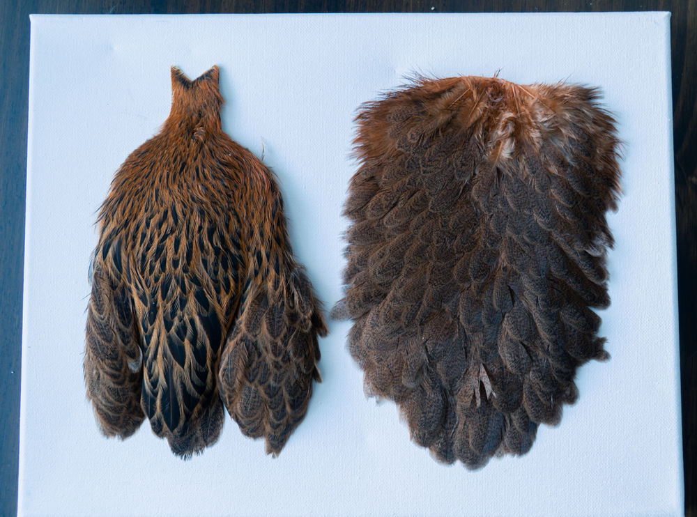 A Guide to Chicken Feathers Used for Fly Tying