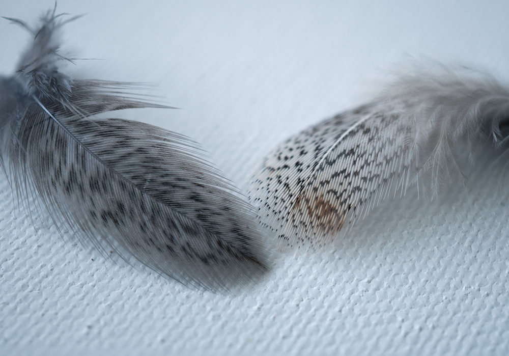 A Guide to Chicken Feathers Used for Fly Tying