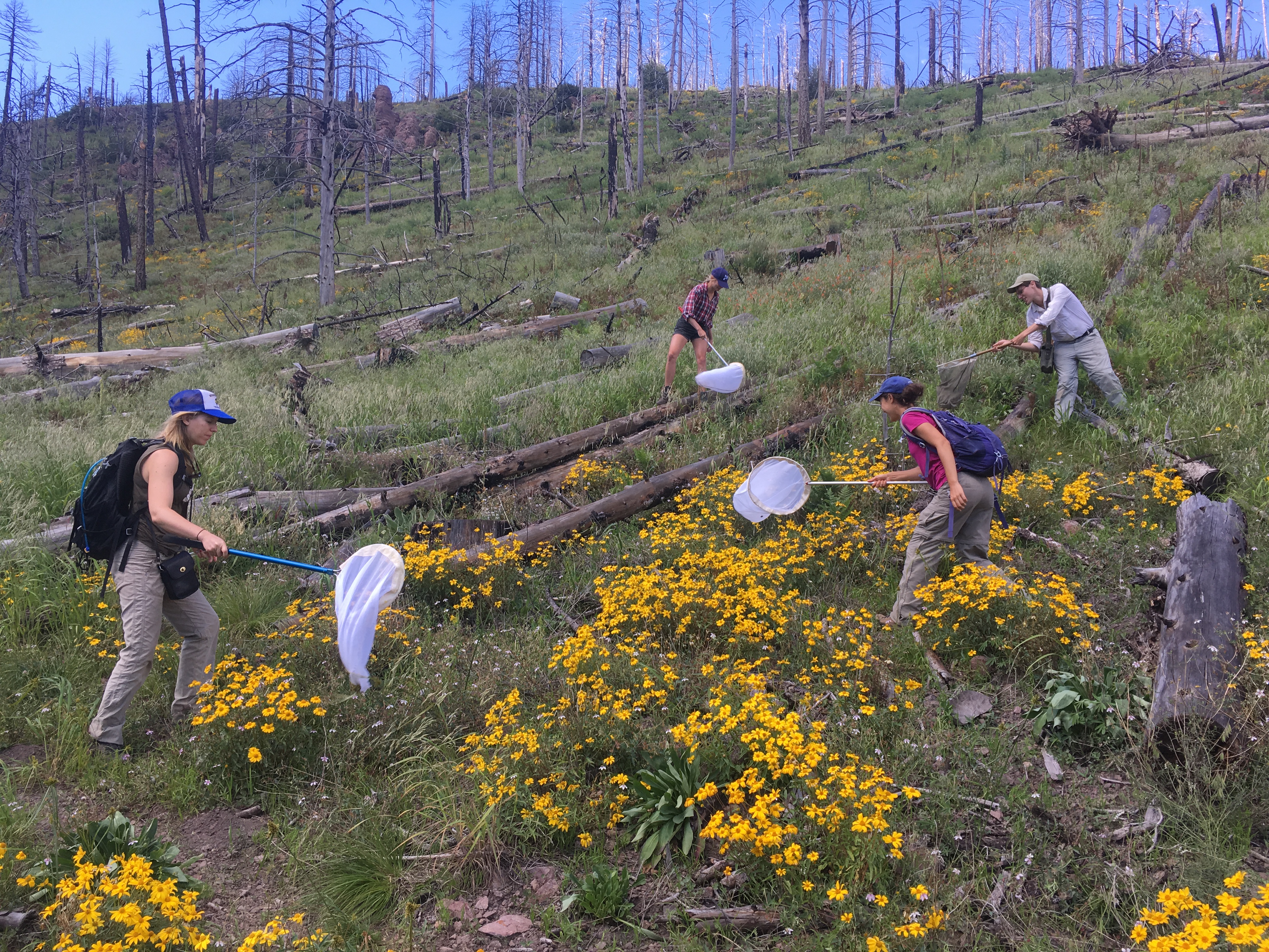 Bee Course 2020 | SWRS | The Bee Course