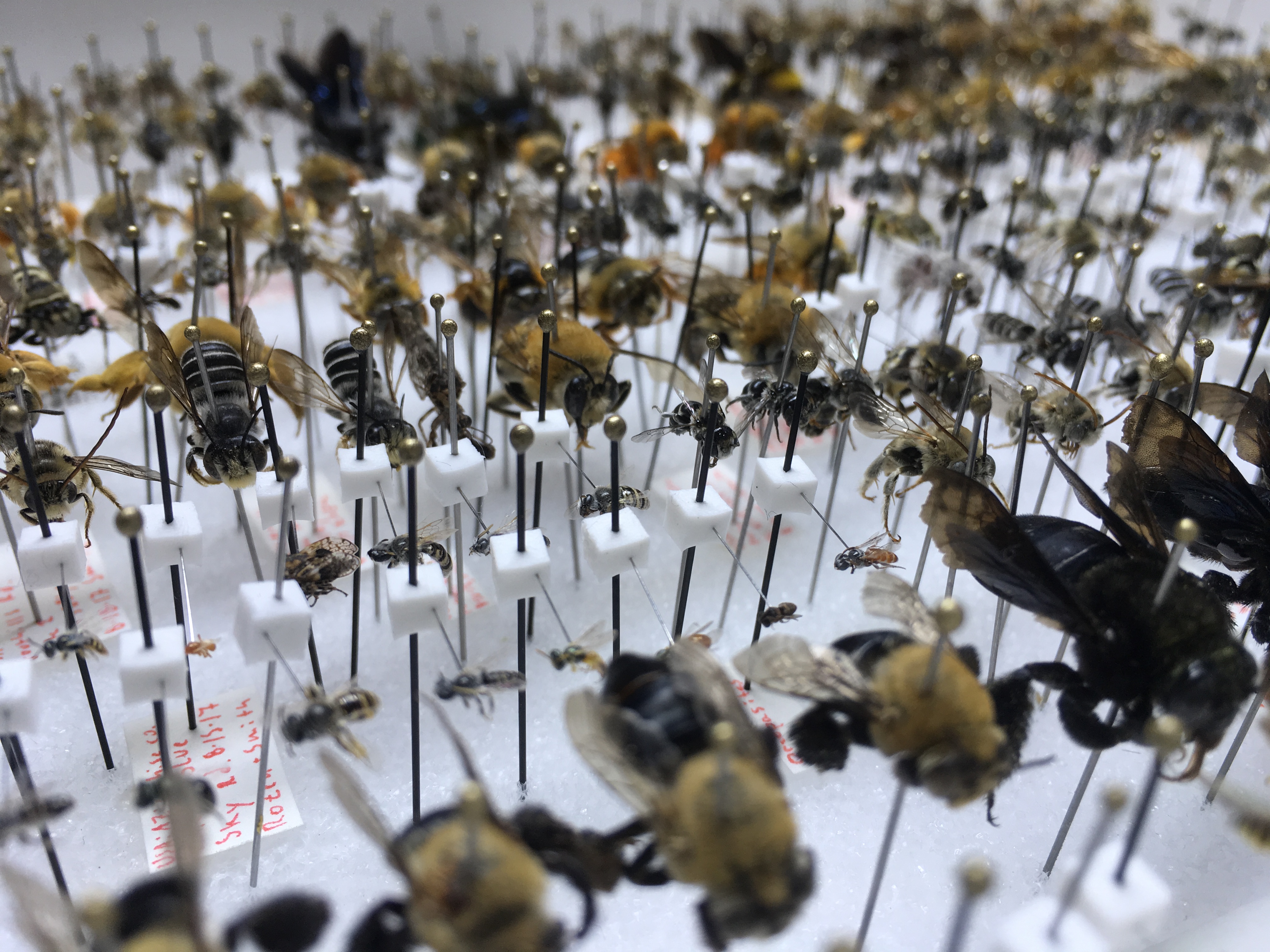 Bee Course 2020 | SWRS | The Bee Course