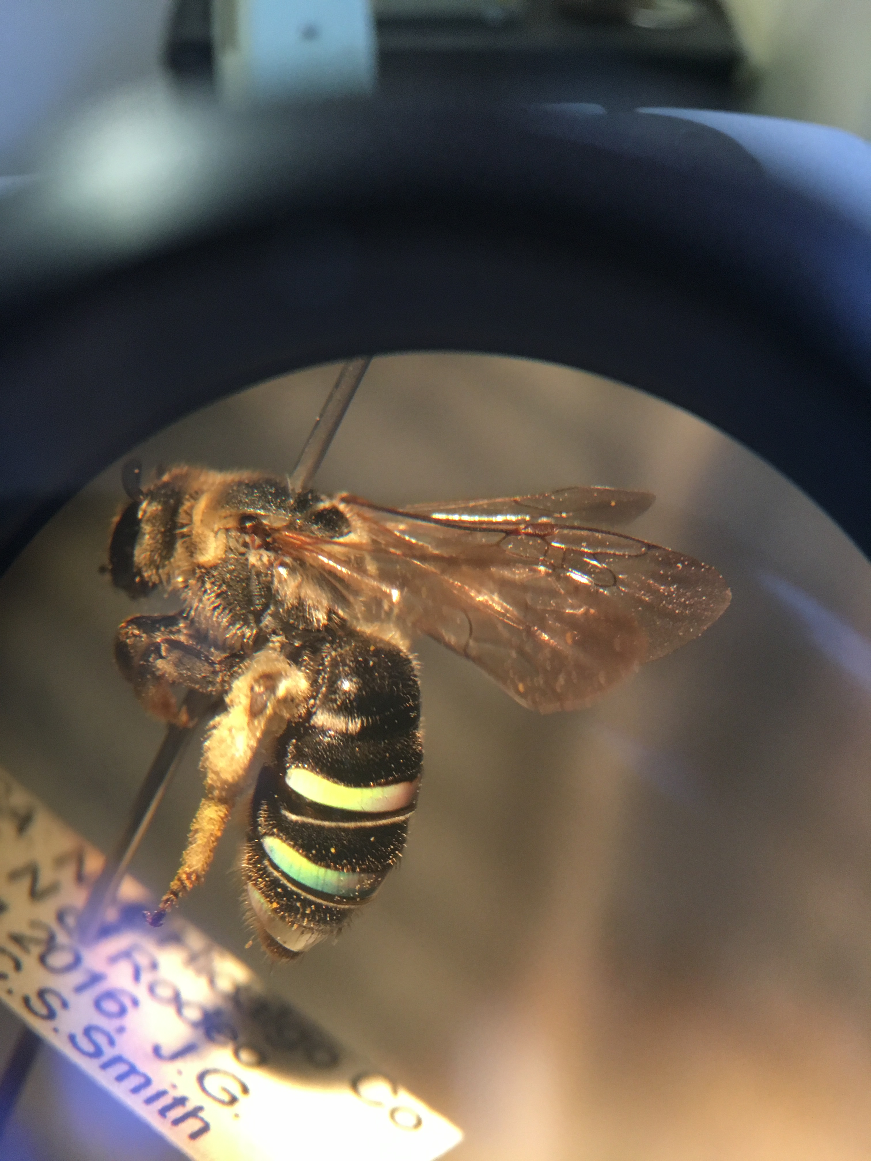 Bee Course 2020 | SWRS | The Bee Course