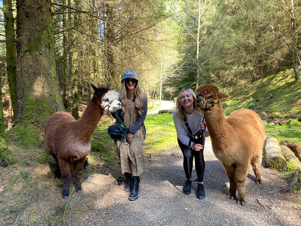Alpacaly Ever Laughter: Alpacaly Ever After's George the Llama and the ...
