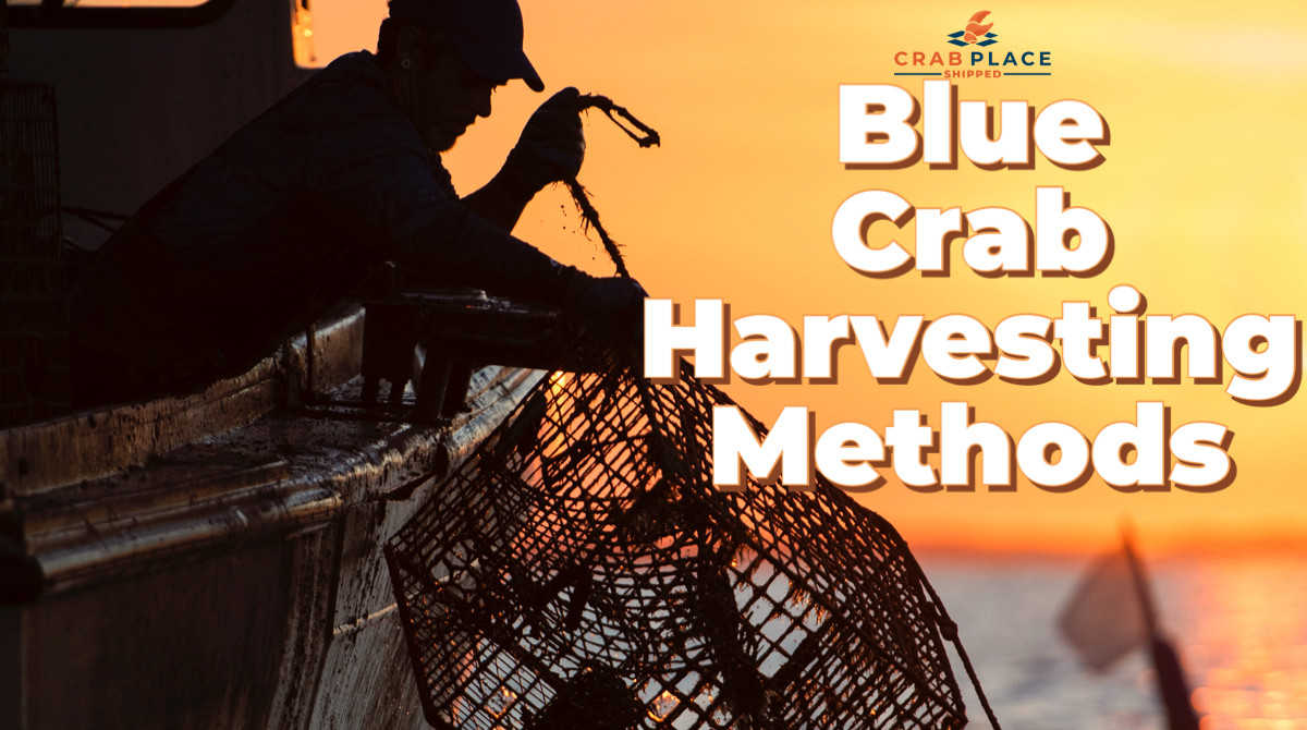 Blue Crab Harvesting Methods: Crab Potting, Scraping, and Trot Lining