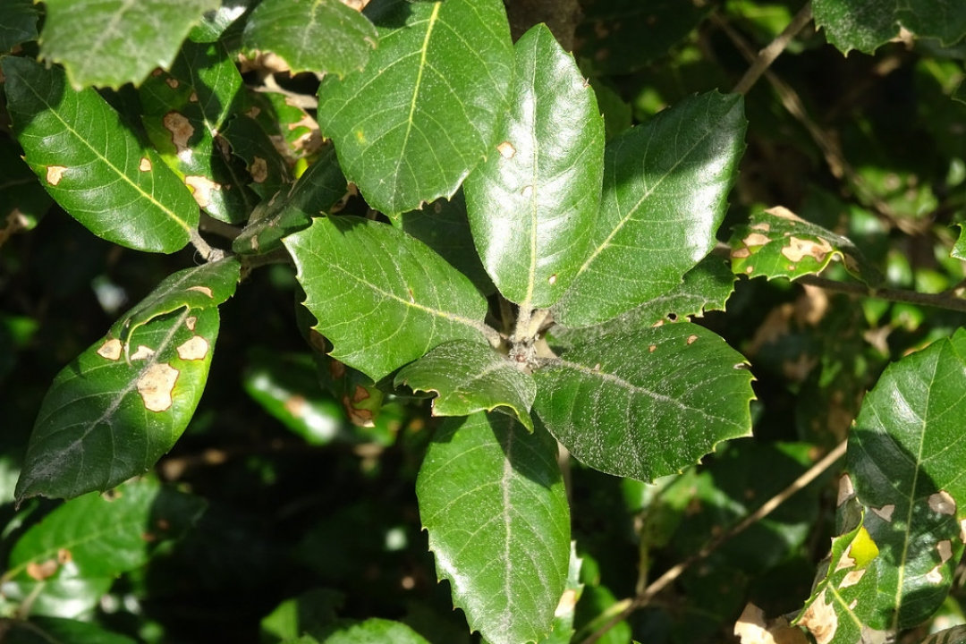Holm Oak